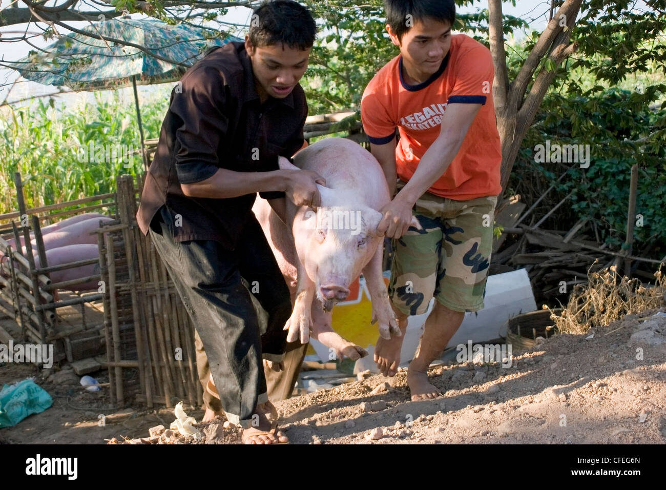 Carrying pig hi-res stock photography and images - Alamy