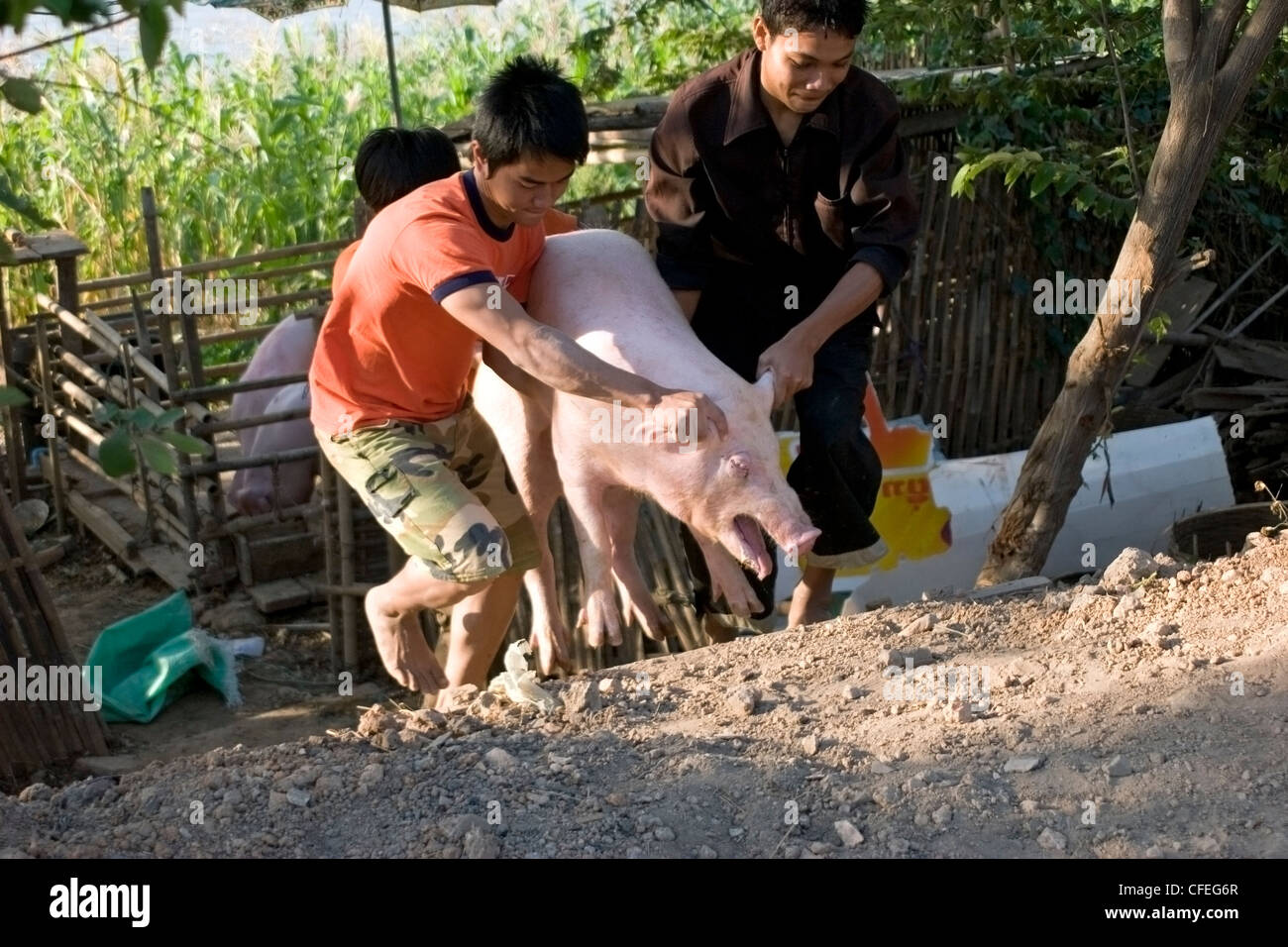 Carrying pig hi-res stock photography and images - Alamy