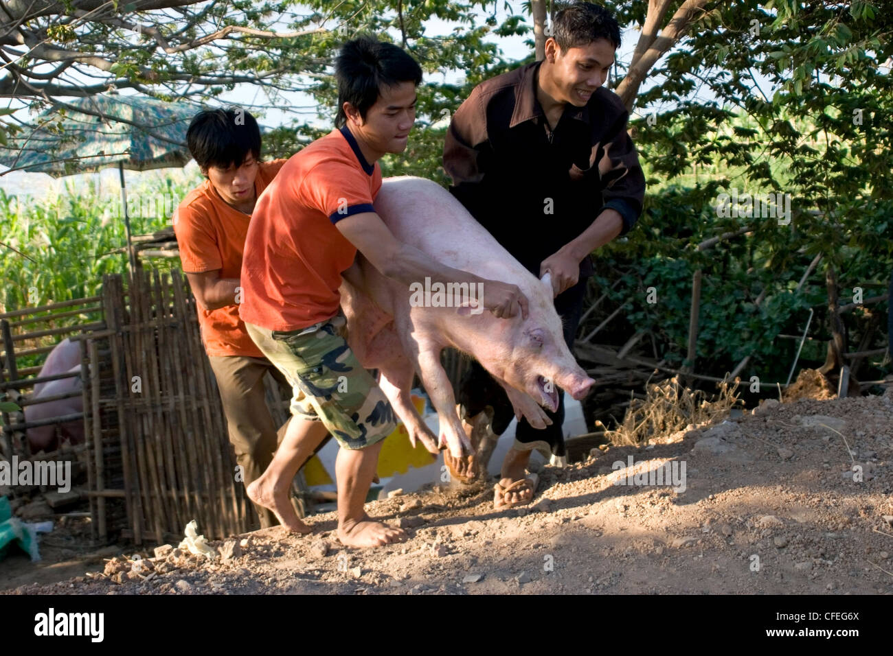 Men are carrying a squealing pig to a delivery truck near the Mekong ...