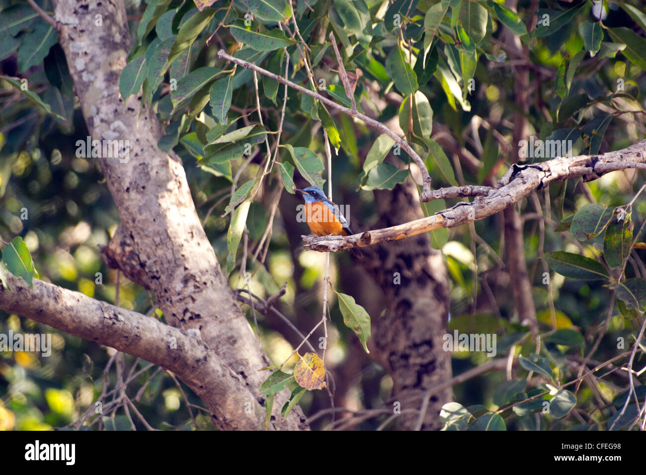 Blue capped rock thrush hi-res stock photography and images - Alamy