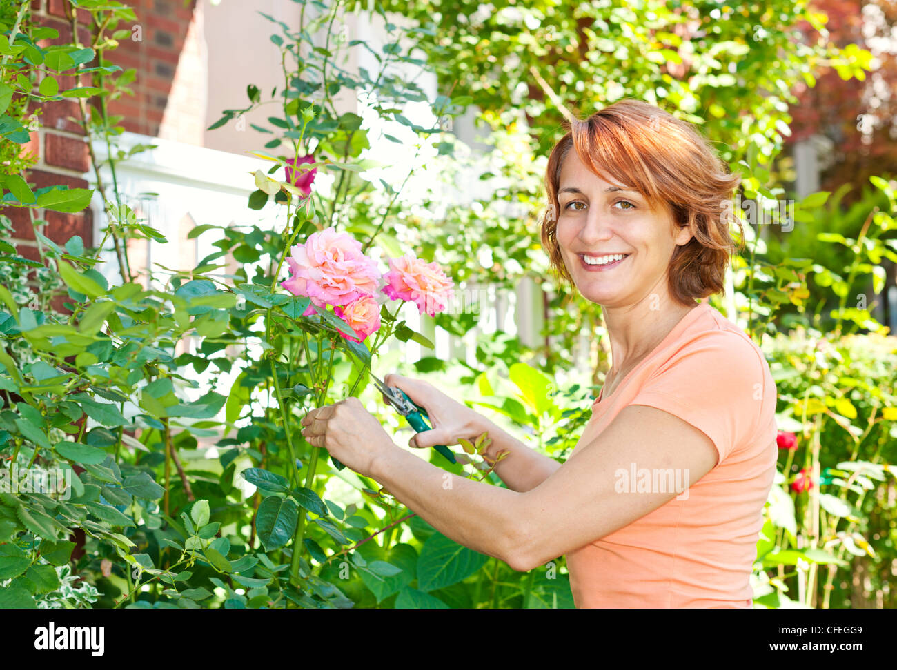 Happy woman gardening and pruning rose bush with garden shears Stock ...