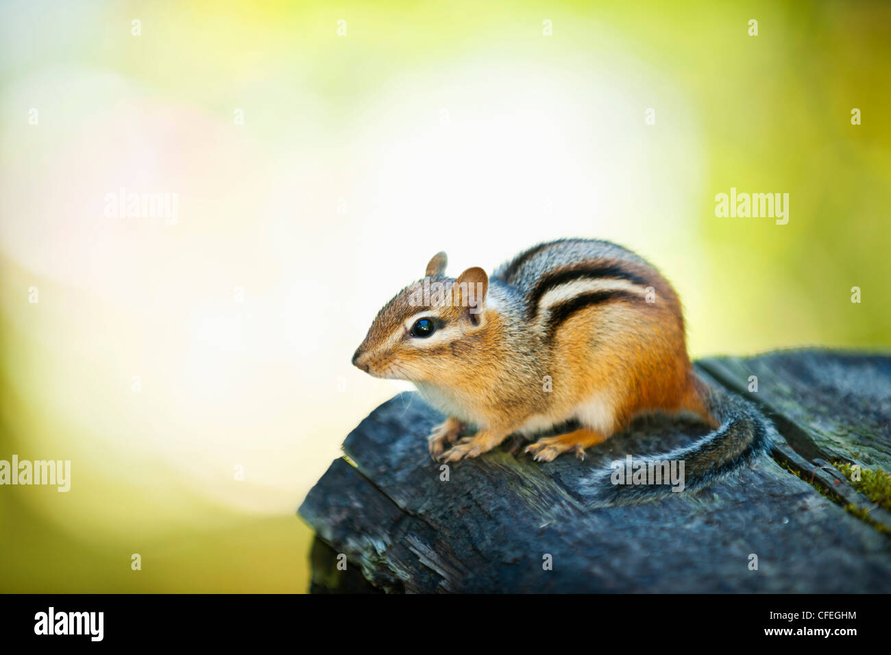 Cute wild chipmunk crouching on wooden log Stock Photo - Alamy
