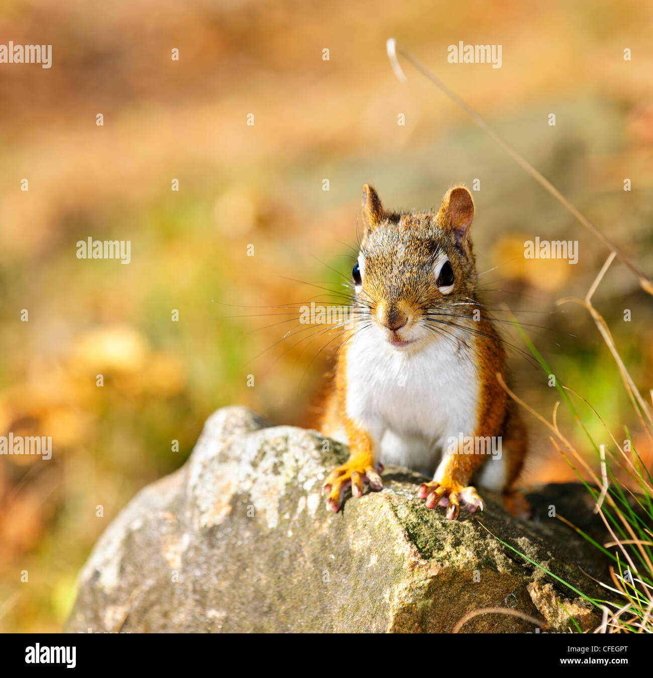 Closeup on cute red squirrel in the wild Stock Photo - Alamy
