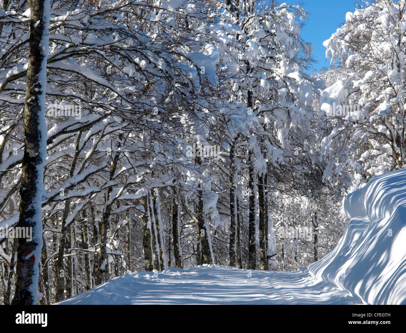 Snowed trees hi-res stock photography and images - Alamy