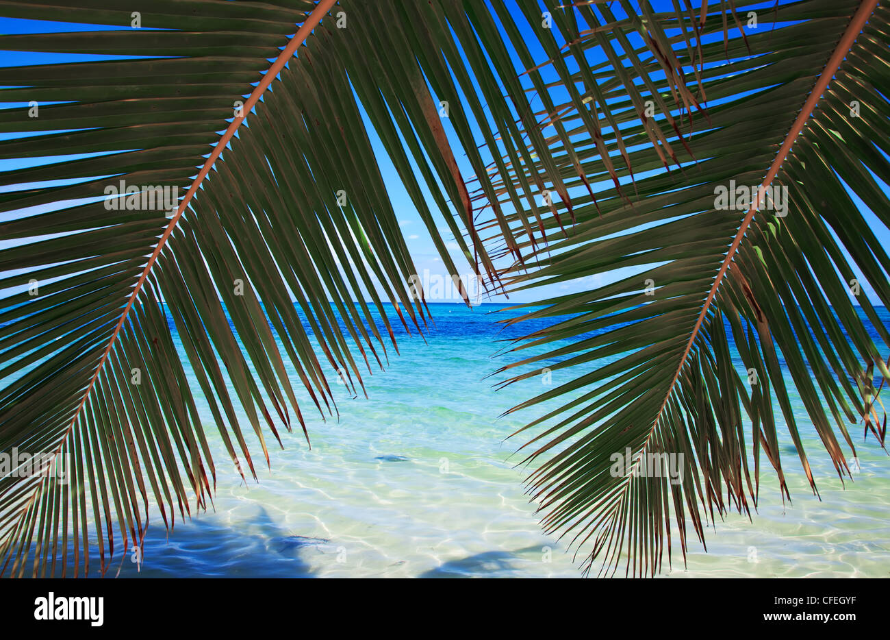 Two palm leaves over the Atlantic Ocean Stock Photo - Alamy