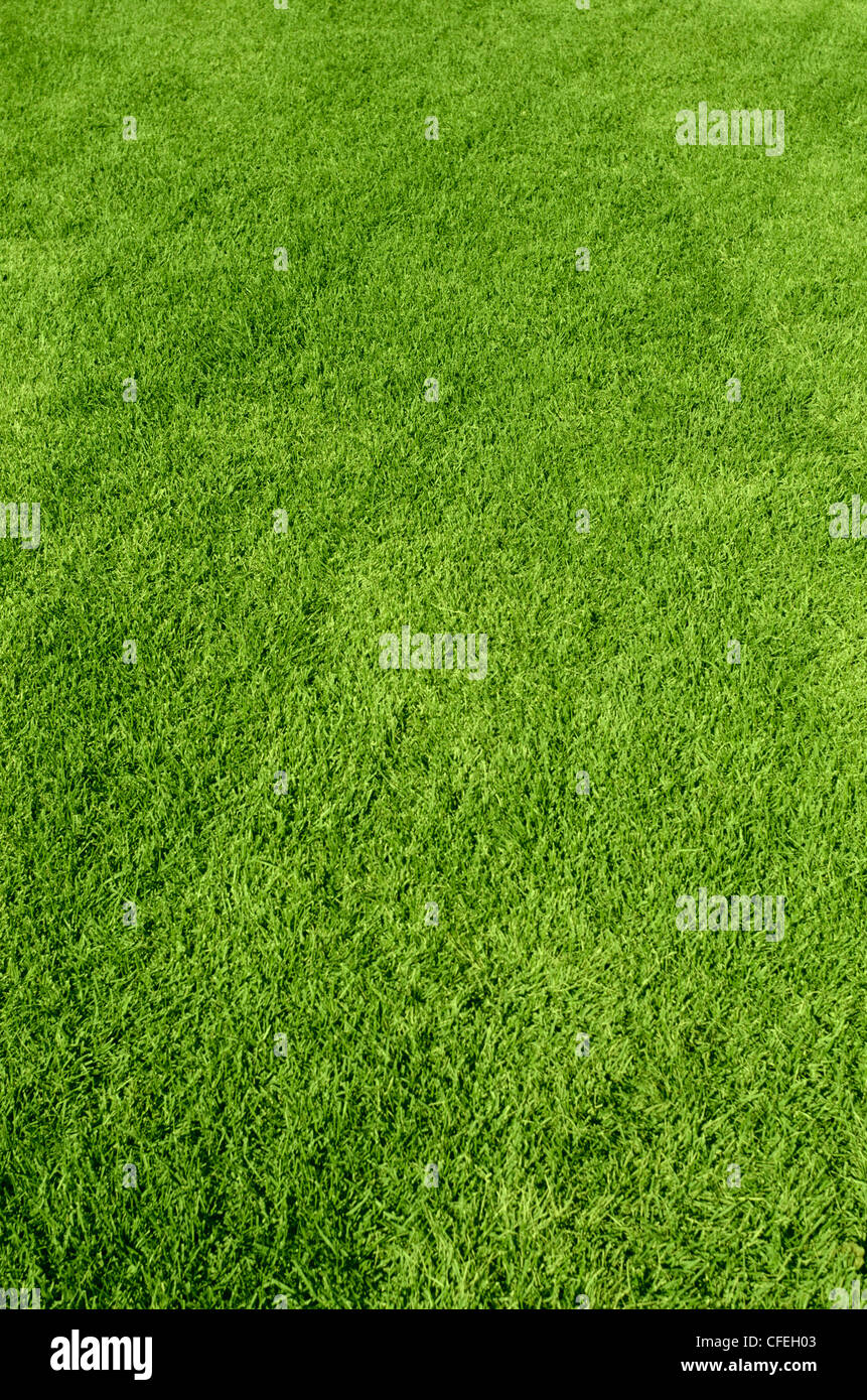 Photo of the beautiful green grass texture Stock Photo - Alamy