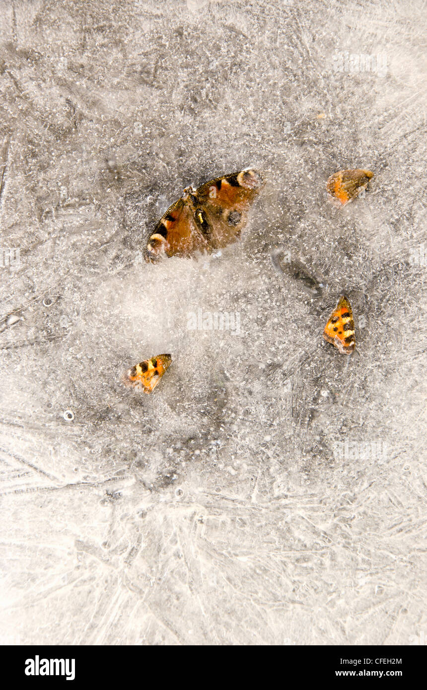 dead butterfly frozen in winter ice background Stock Photo - Alamy