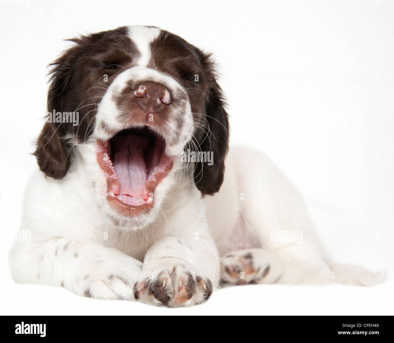 Springer spaniel puppy yawning against a white background Stock Photo ...