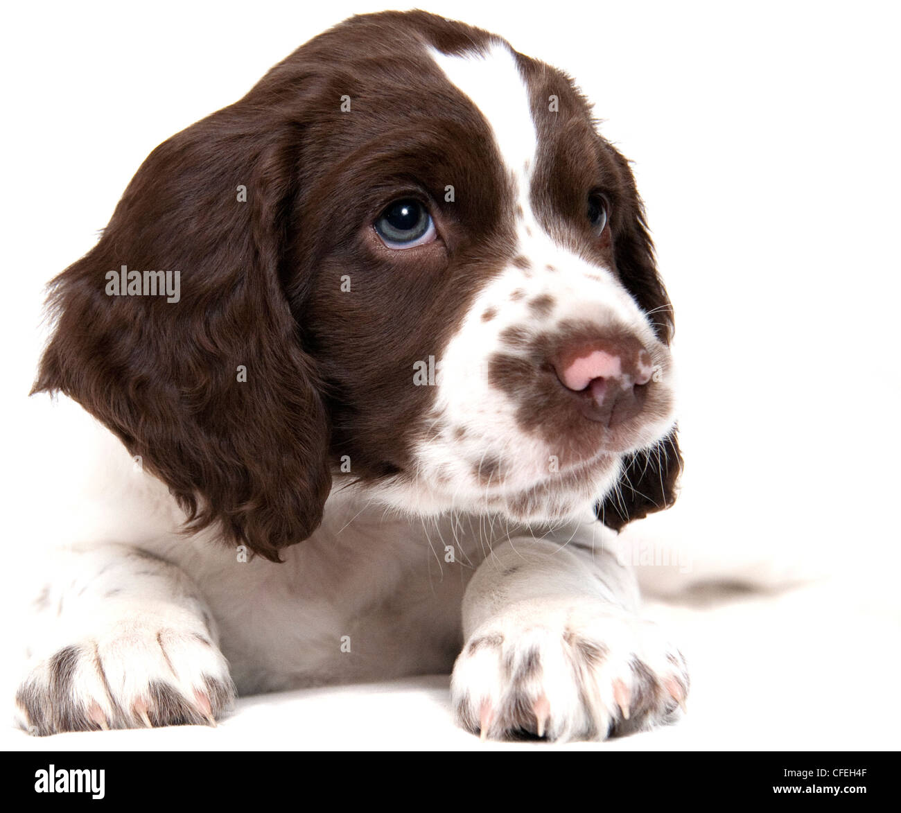 Springer spaniel puppy with green eyes against a white background Stock ...