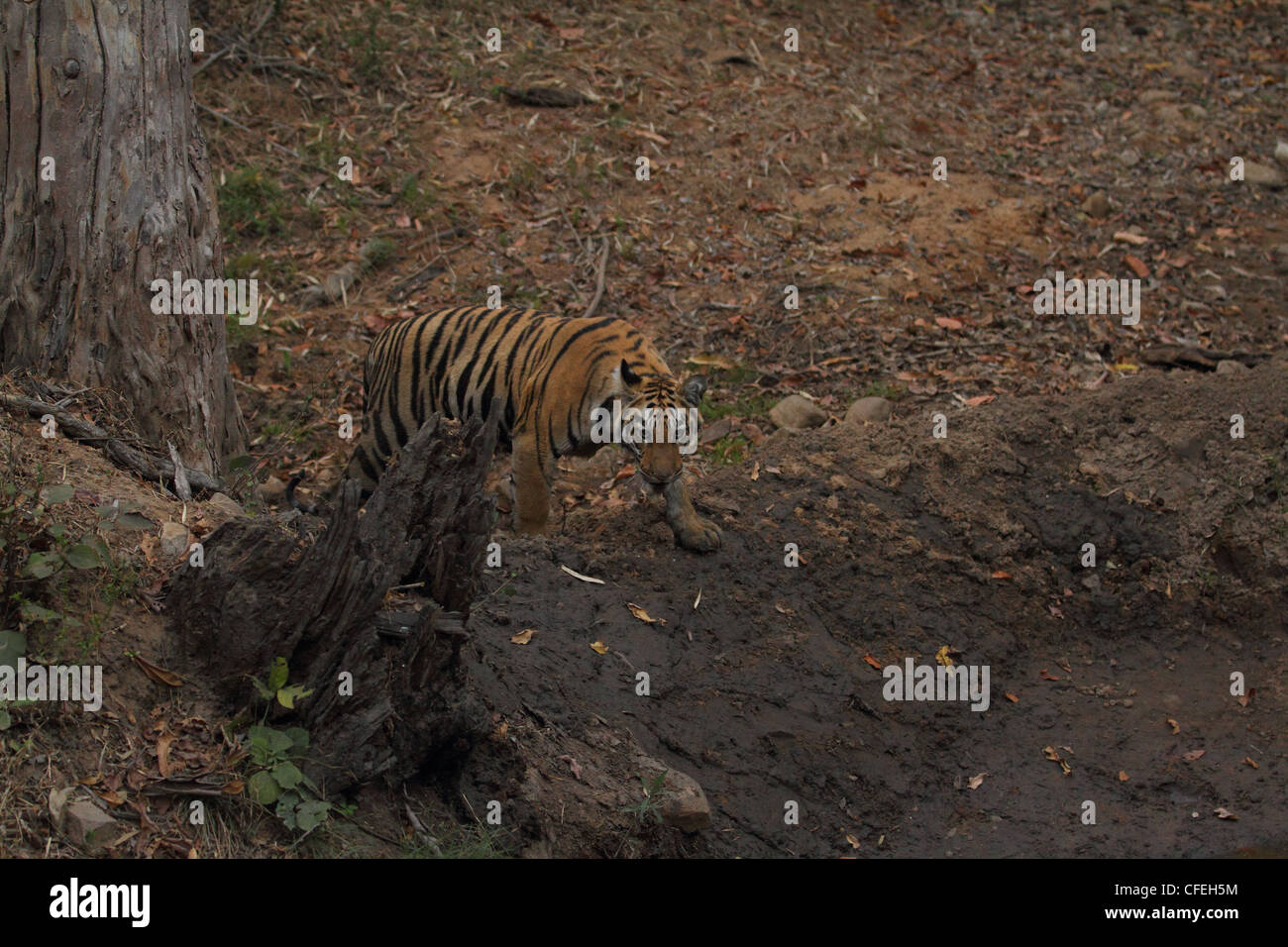 Tiger in bamboo forest hi-res stock photography and images - Alamy