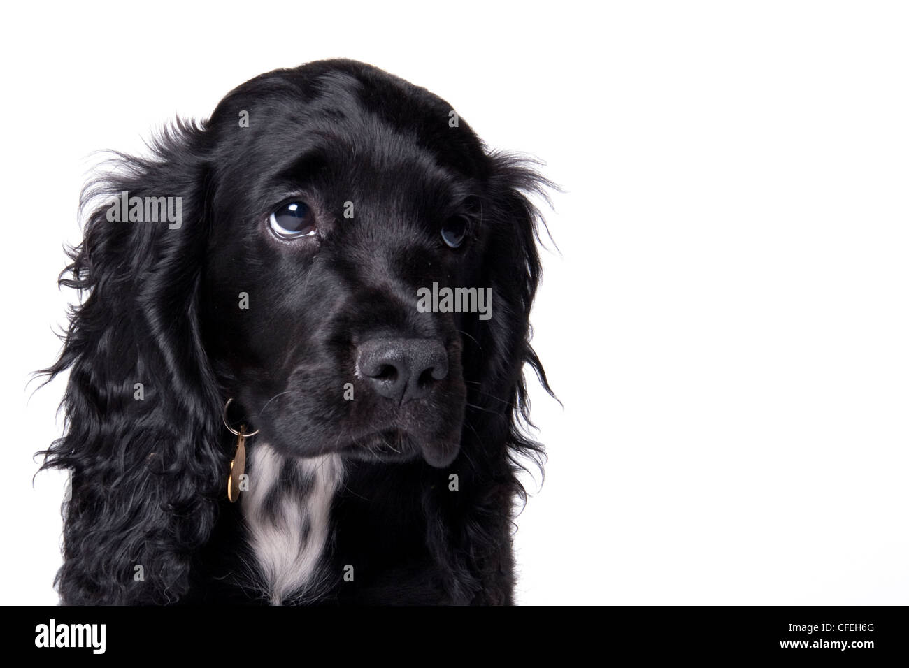 Black spaniel dog with sad eyes against a white background Stock Photo ...