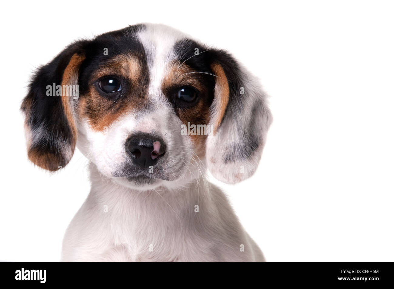 Cute puppy against a white background Stock Photo - Alamy