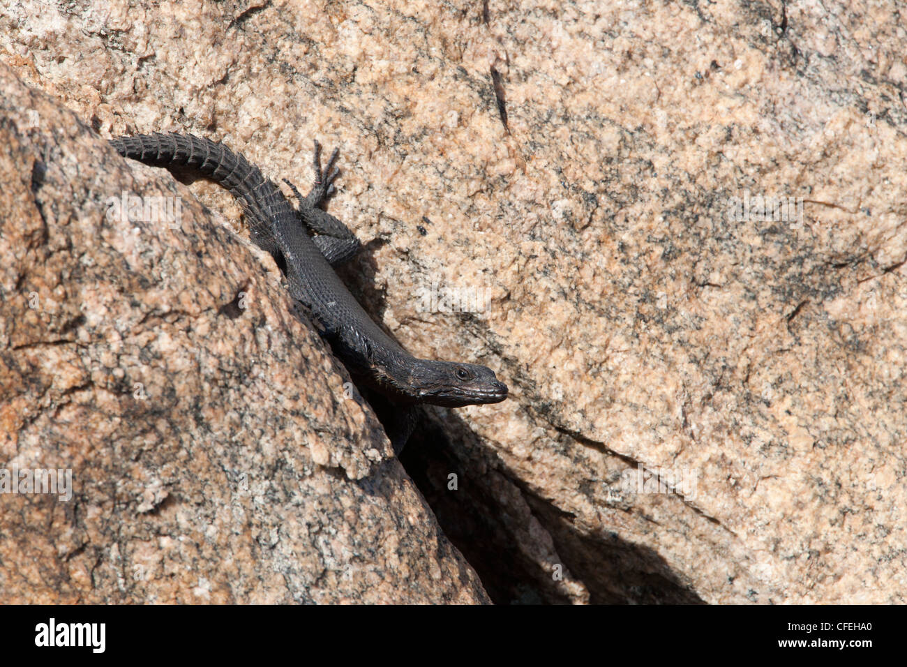 Karoo girdled lizard, Cordylus polyzonus, Namaqua coast, Northern Cape ...