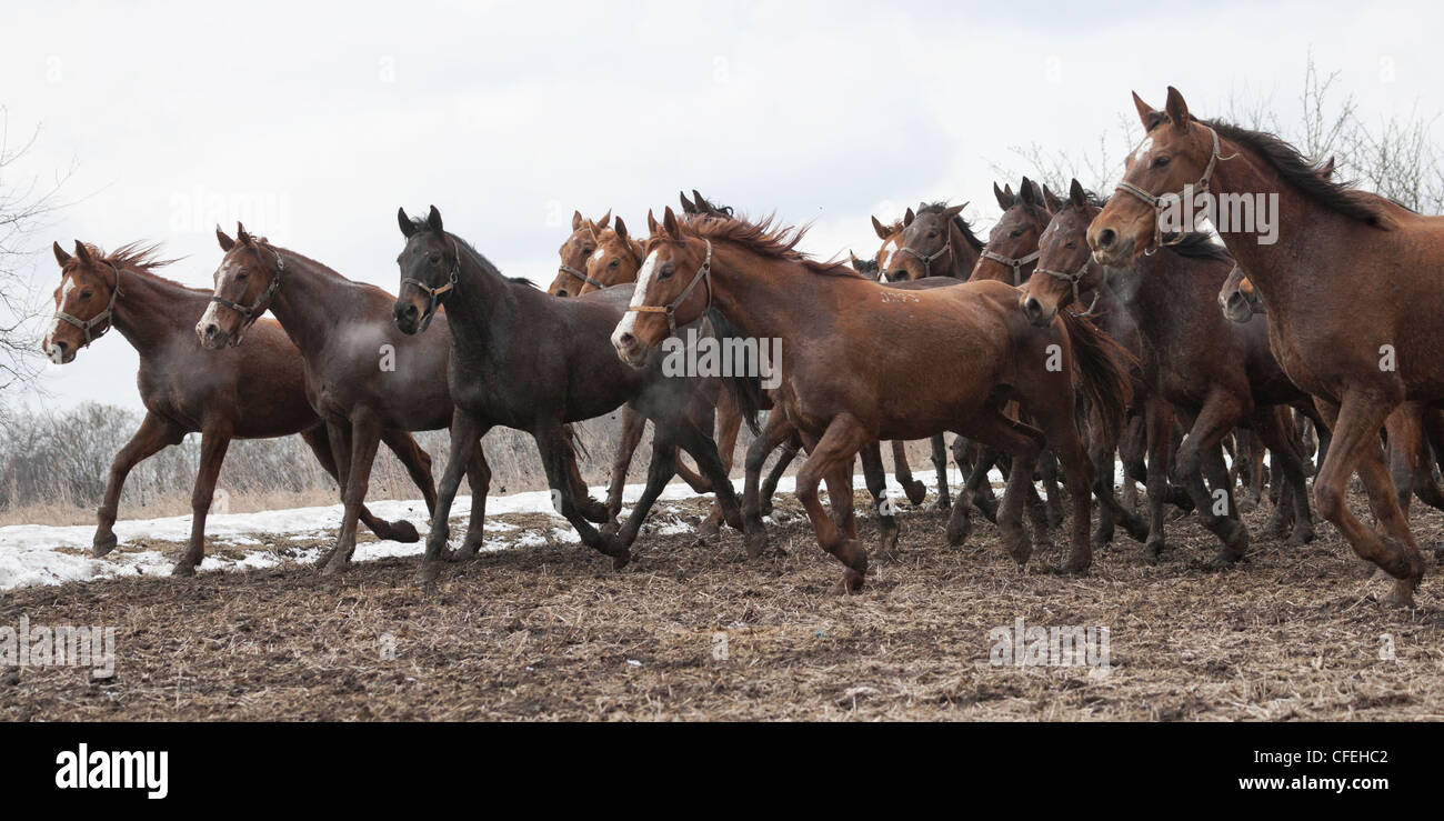 Horses animal Kabiuk Bulgarian National Stud rare Stock Photo - Alamy