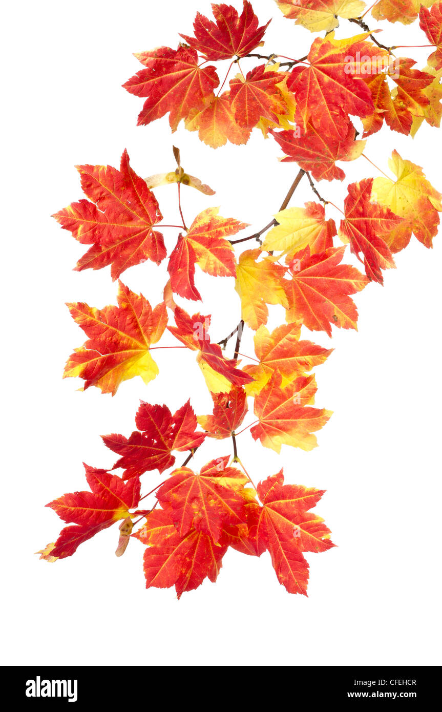 Colorful branch of fall leaves isolated on white Stock Photo - Alamy