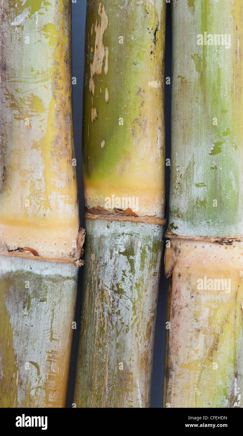 Sugar cane hi-res stock photography and images - Alamy