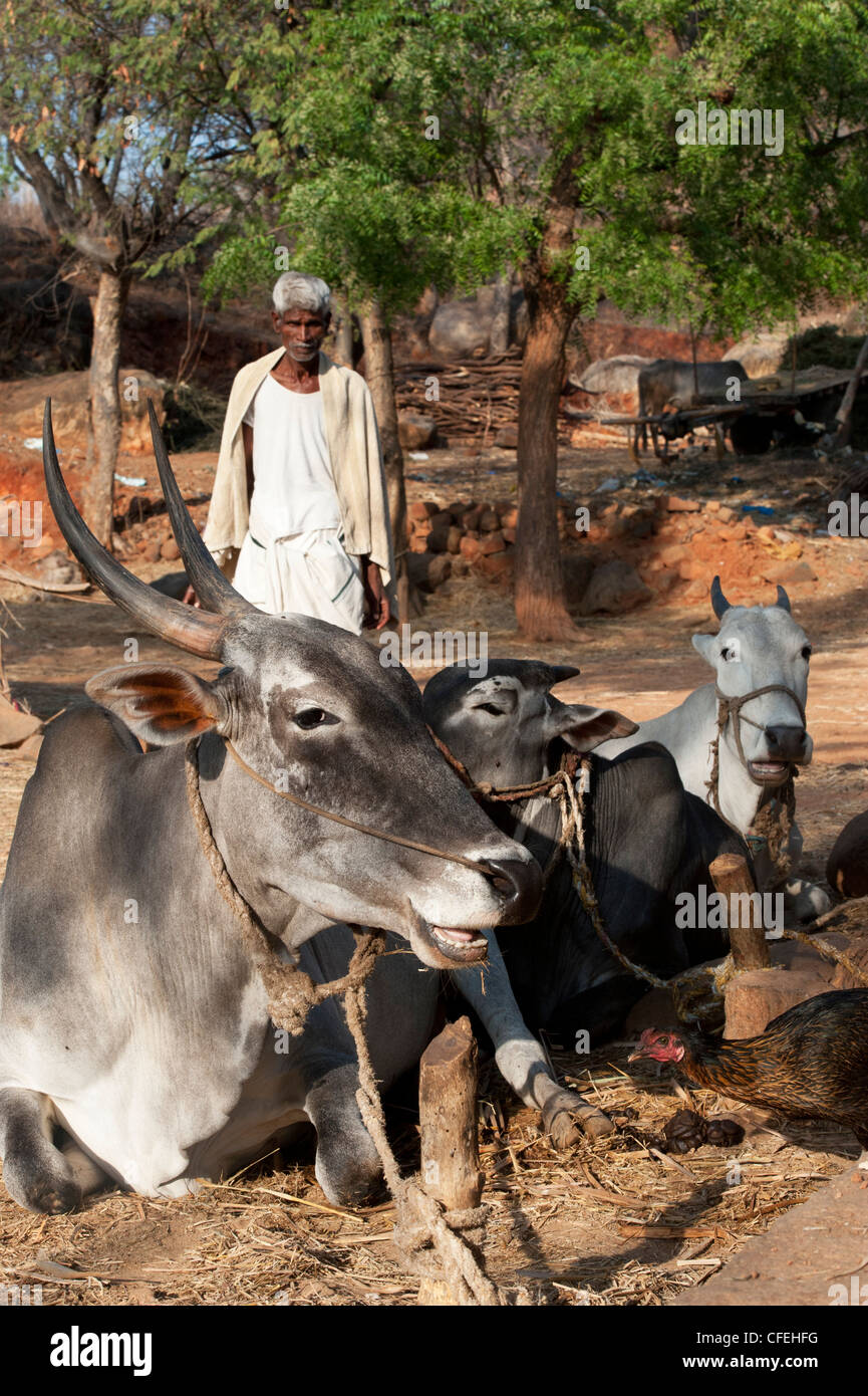 Zebu zebus hi-res stock photography and images - Alamy