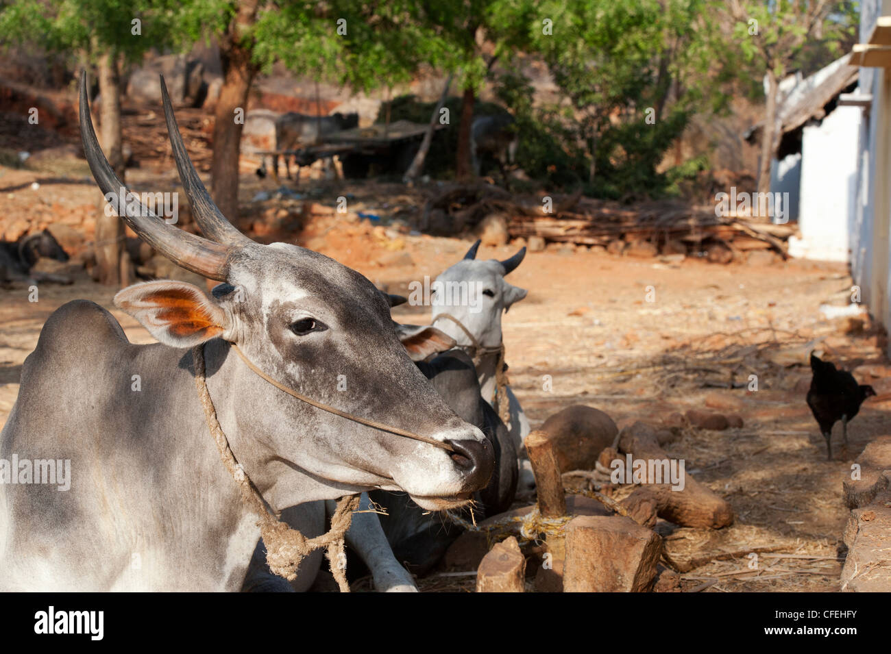 Bos primigenius indicus . Indian Zebu / humped in a rural indian ...