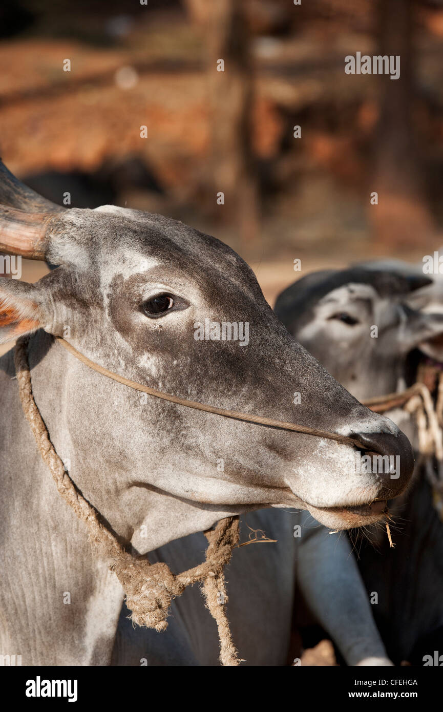 Indian ox zebu bos primigenius hi-res stock photography and images - Alamy