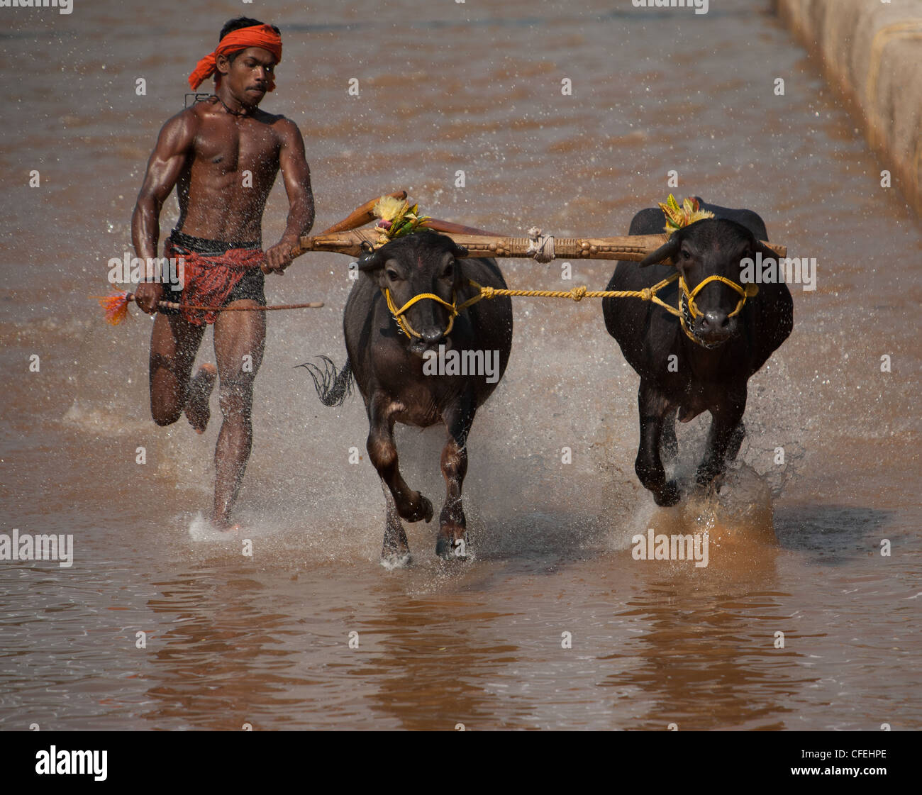 Kambala kambla traditional buffalo race hi-res stock photography and ...