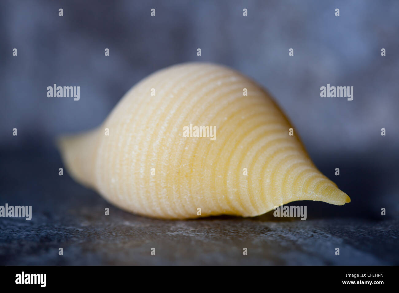 A single piece of conchiglie (or sea-shell) pasta pictured against a ...