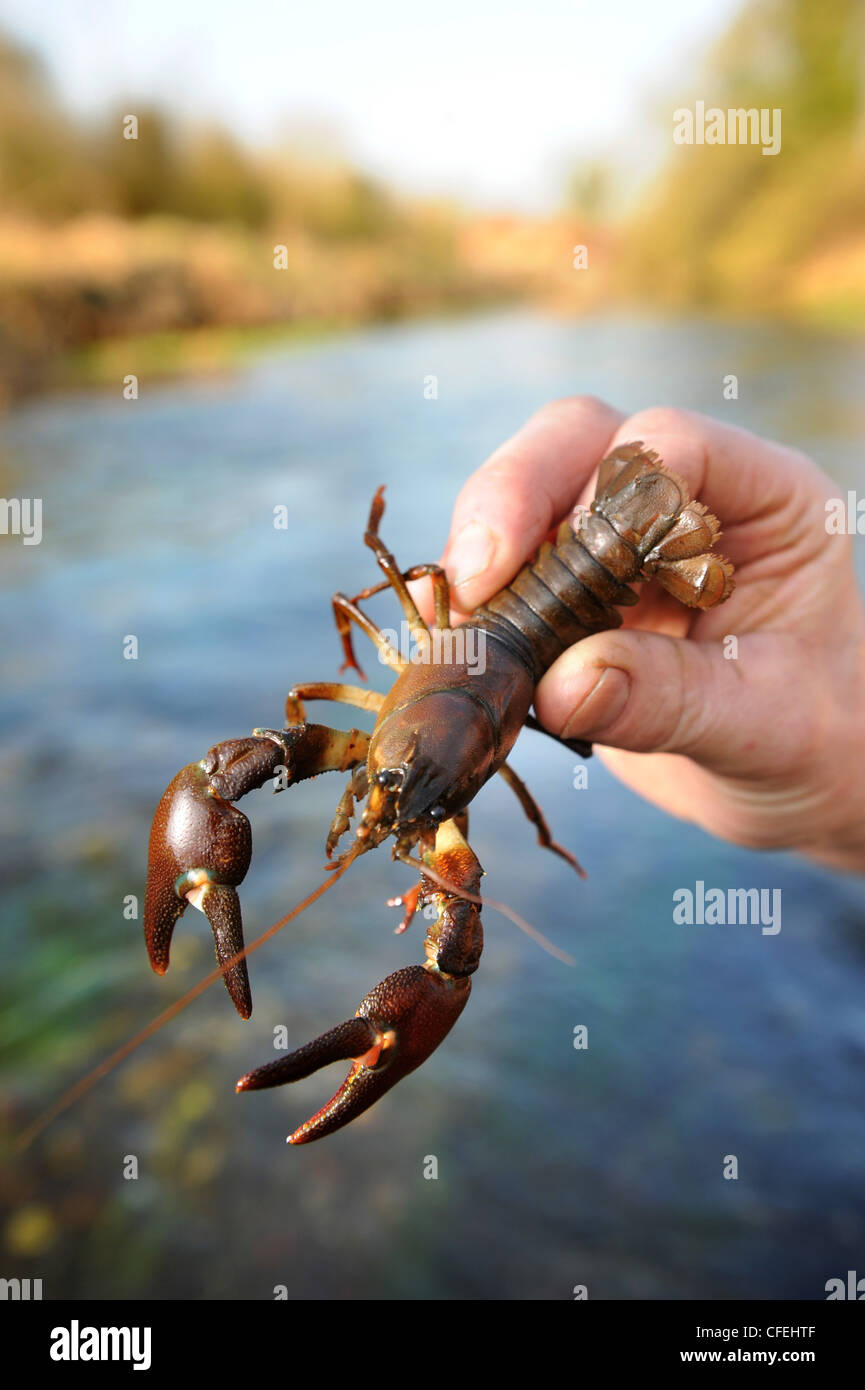 The invasive American Signal Crayfish caught by John Hounslow the river ...