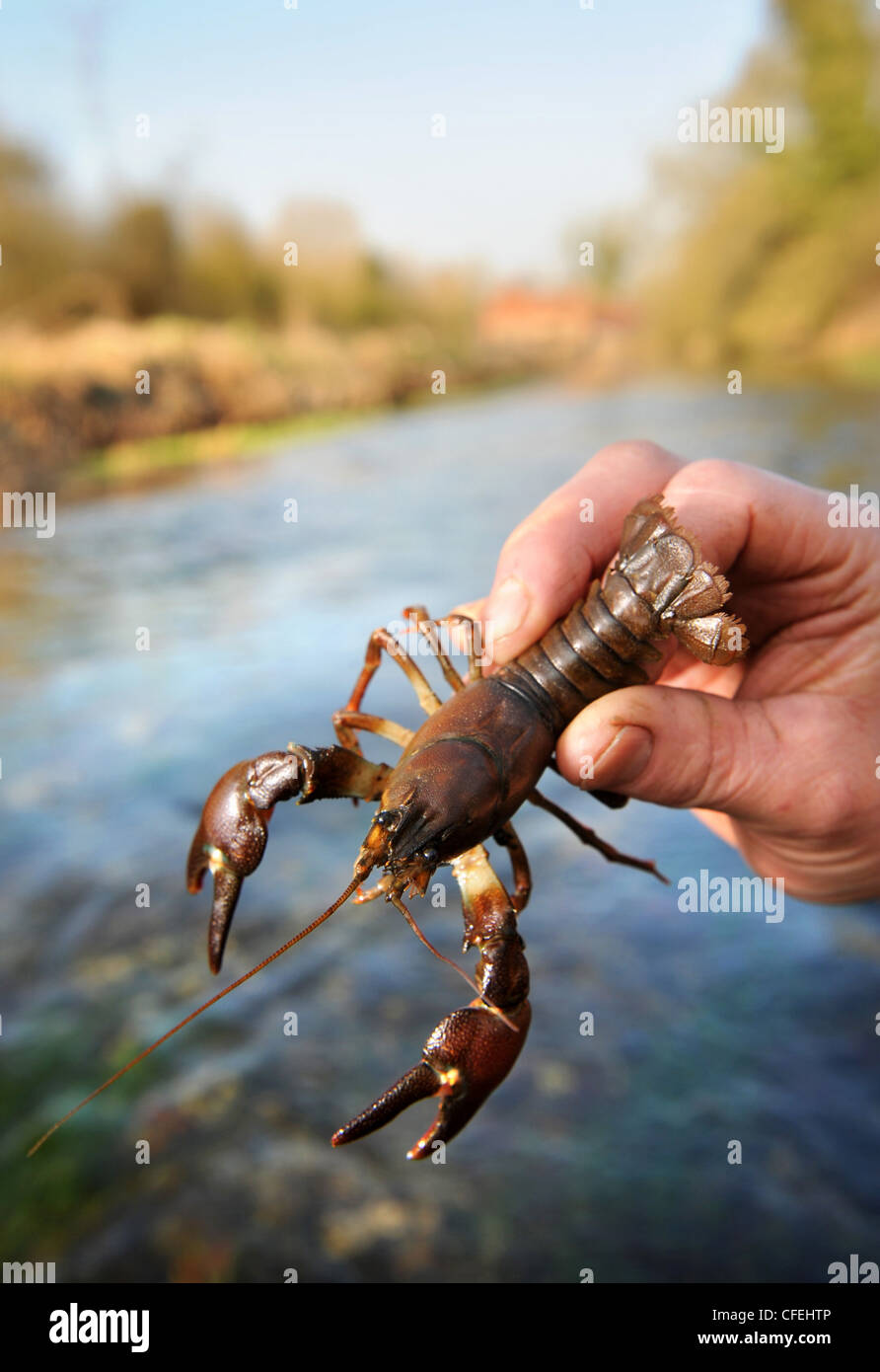 American crayfish uk hi-res stock photography and images - Alamy
