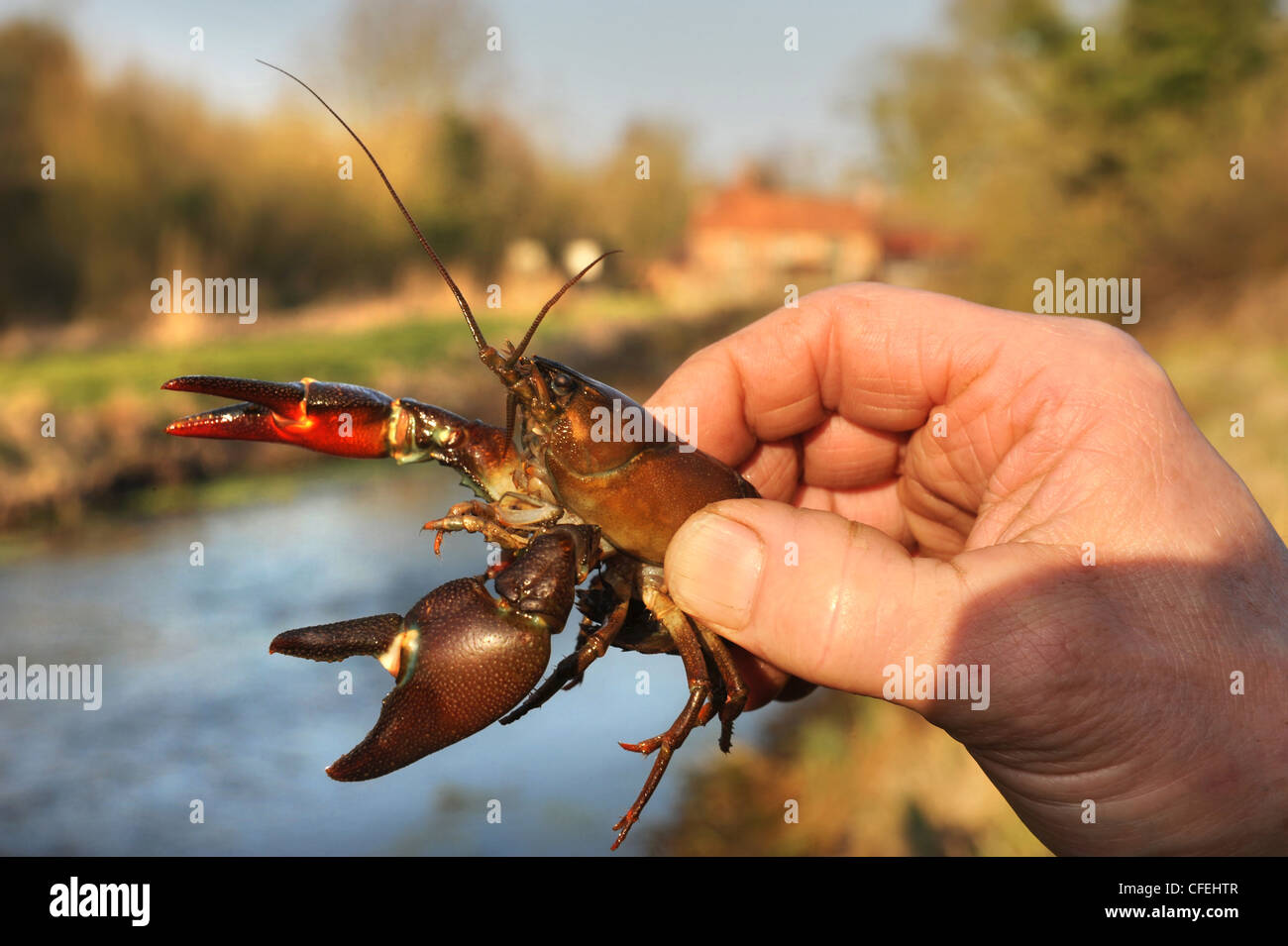 American signal crayfish hi-res stock photography and images - Alamy