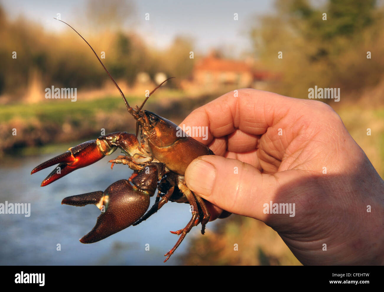 The invasive American Signal Crayfish caught by John Hounslow the river ...