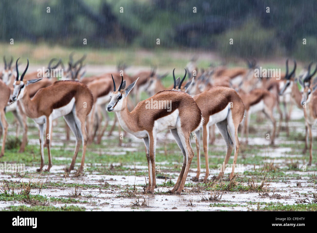 Springbok in the rain hi-res stock photography and images - Alamy