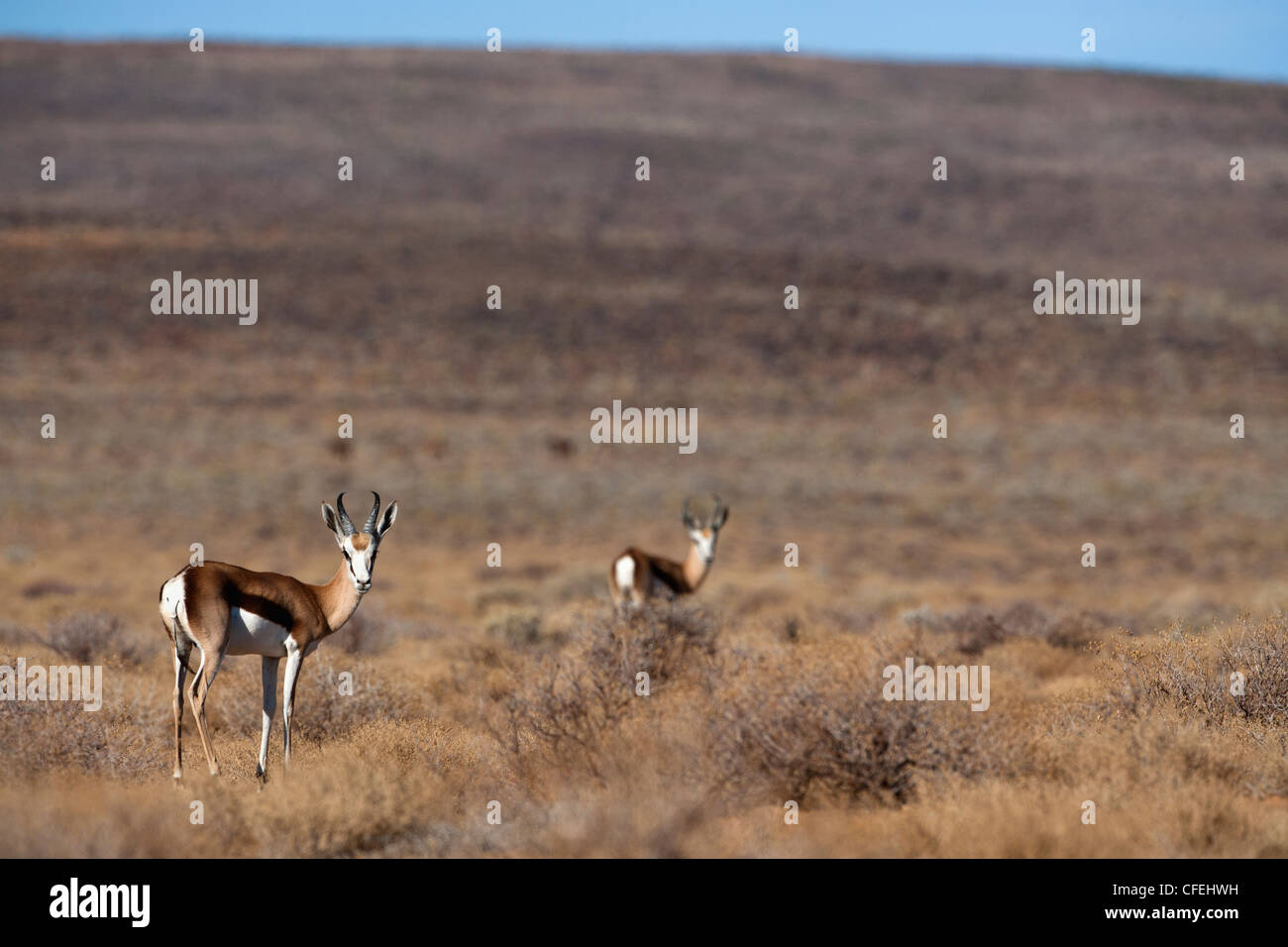 Springbok, Antidorcas marsupialis, in Karoo landscape, Tankwa Karoo ...