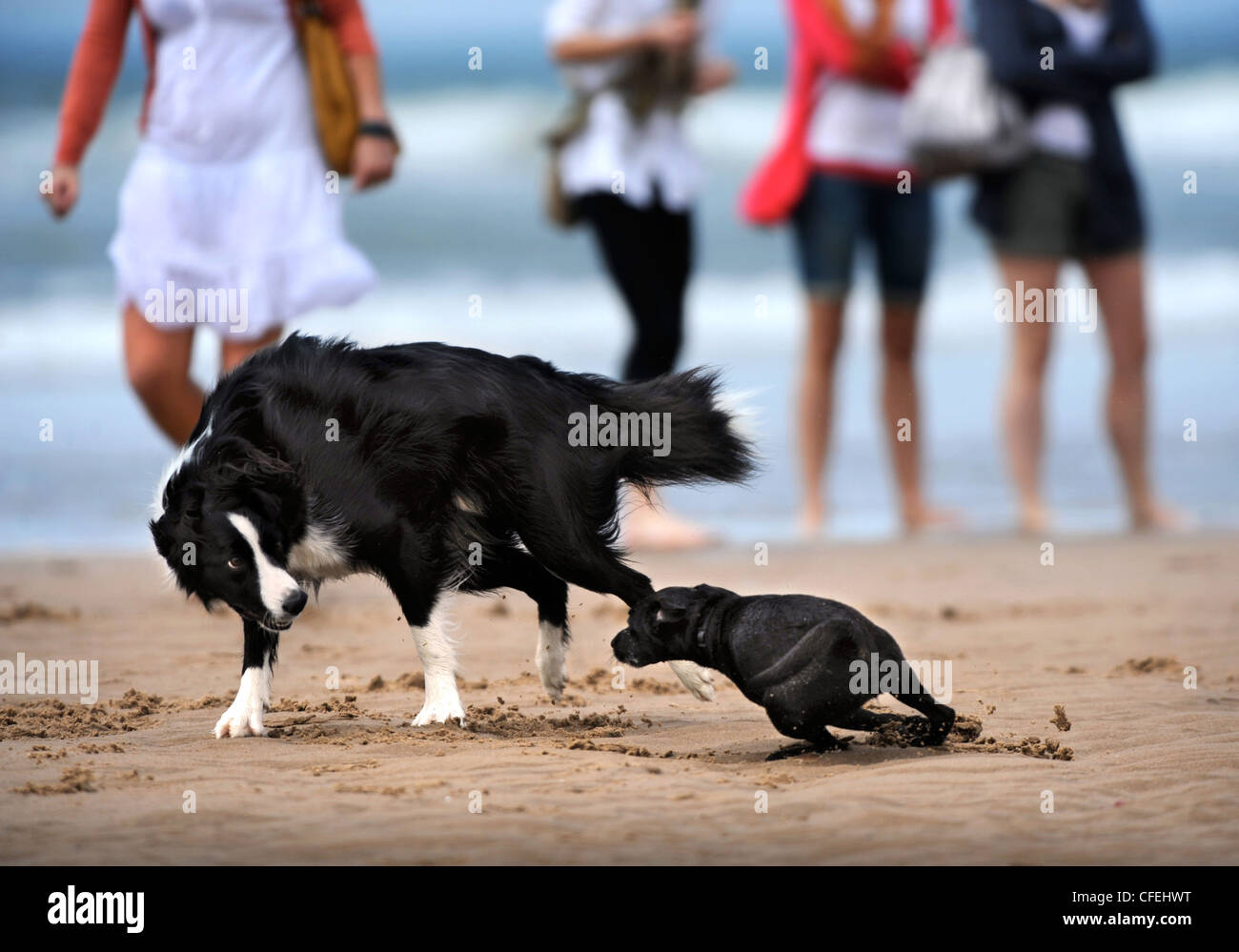 Women walking their dogs on lead on the beach hi-res stock photography ...