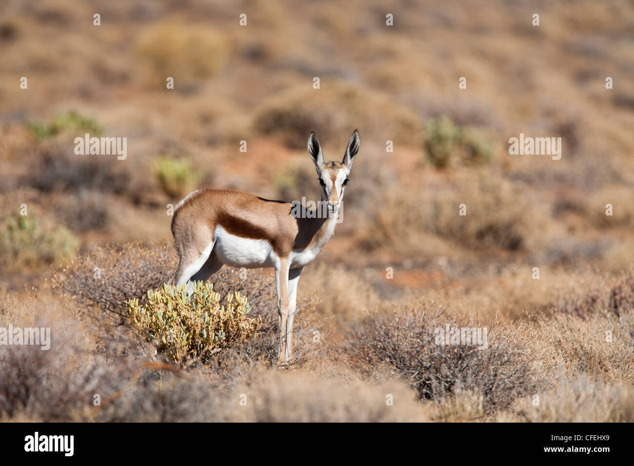 Karoo landscape hi-res stock photography and images - Alamy
