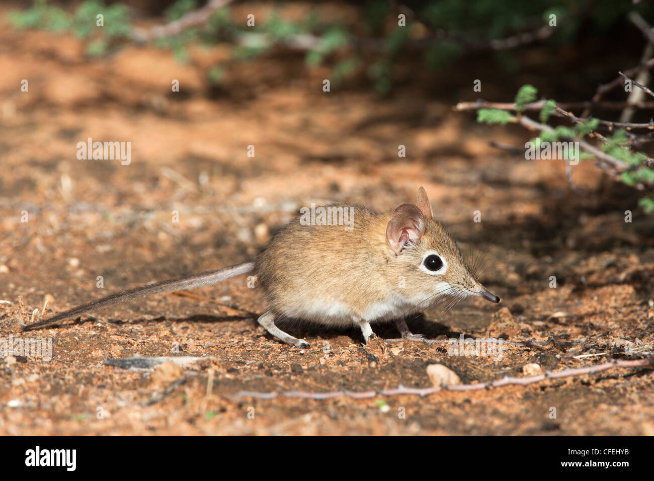 Bushveld elephant shrew, Elephantus intufi, Kgalagadi Transfrontier ...