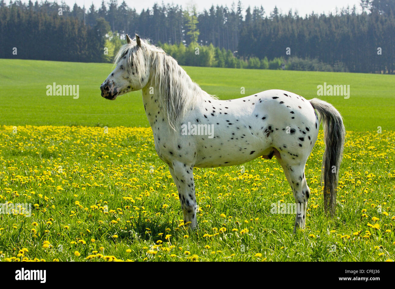 Knabstrupper High Resolution Stock Photography and Images - Alamy