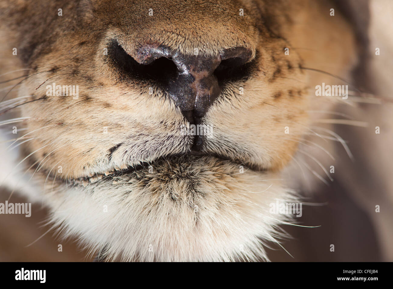 Lion nose hi-res stock photography and images - Alamy