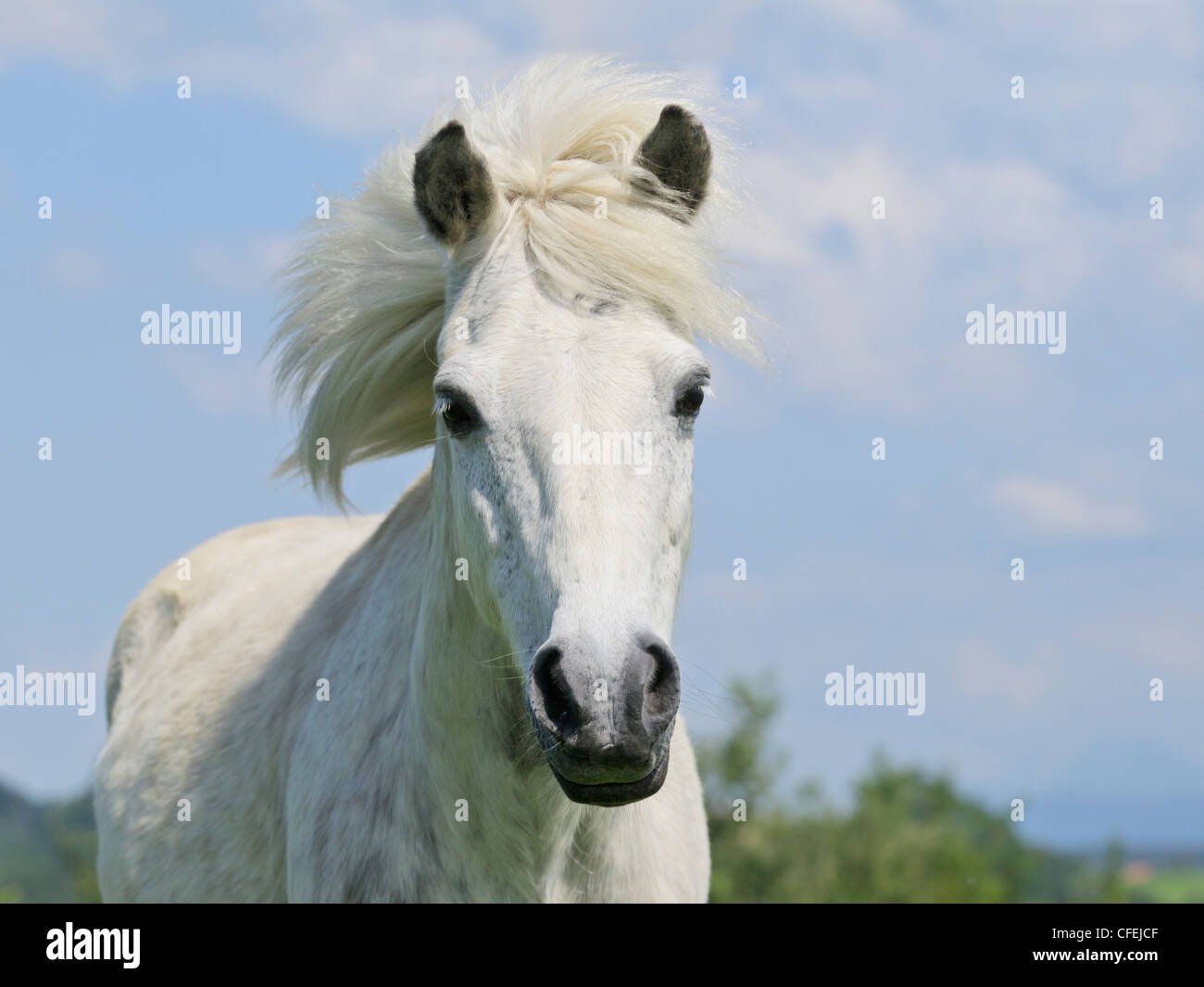 German pony hi-res stock photography and images - Alamy