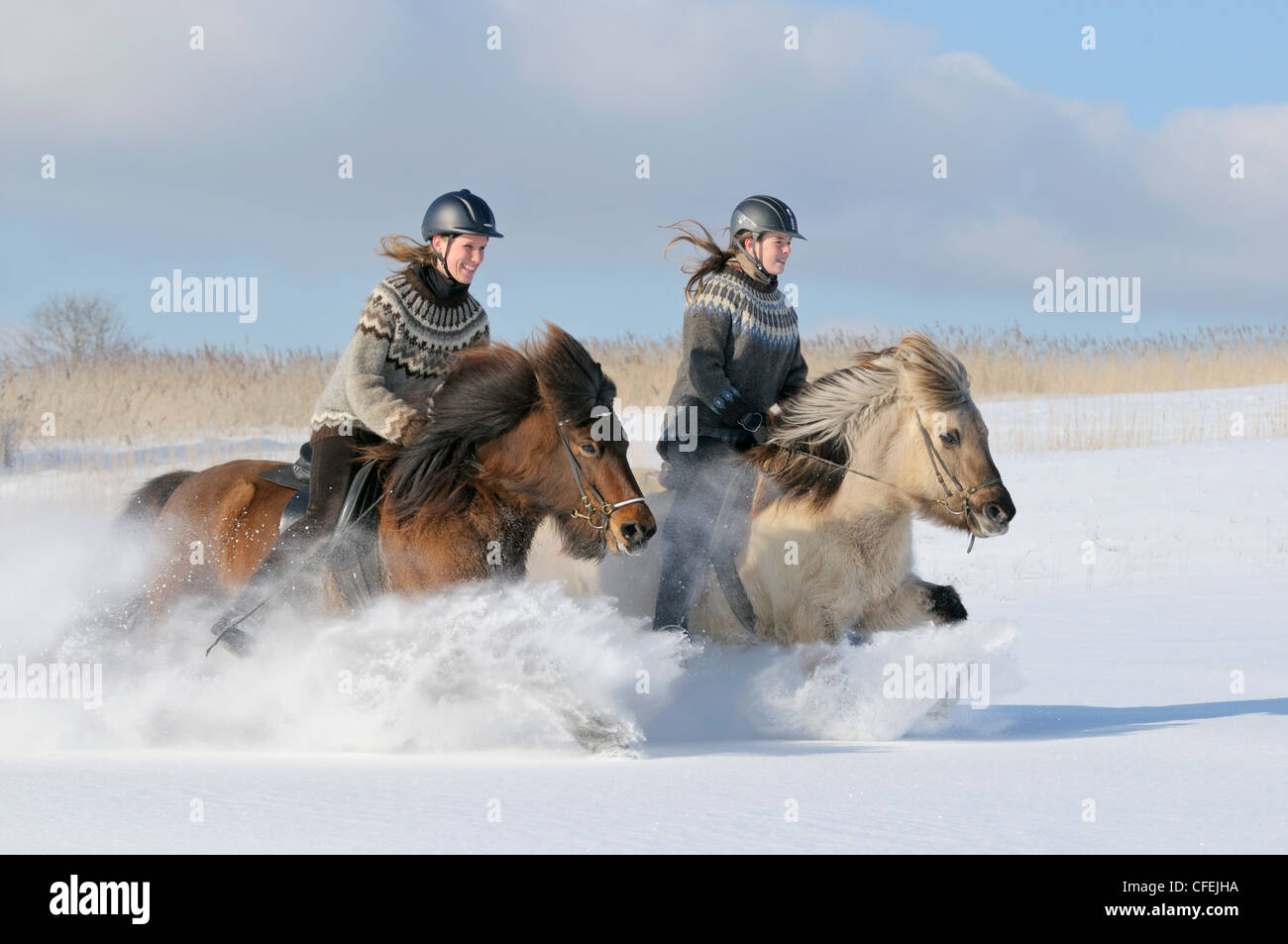 Two young riders on Icelandic horses galloping in deep snow Stock Photo ...