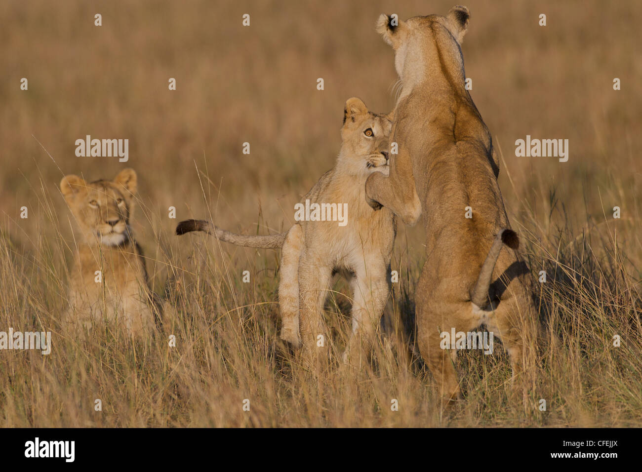 Two large African Lion (Panthera leo) cubs playing hunt with mum. Young ...