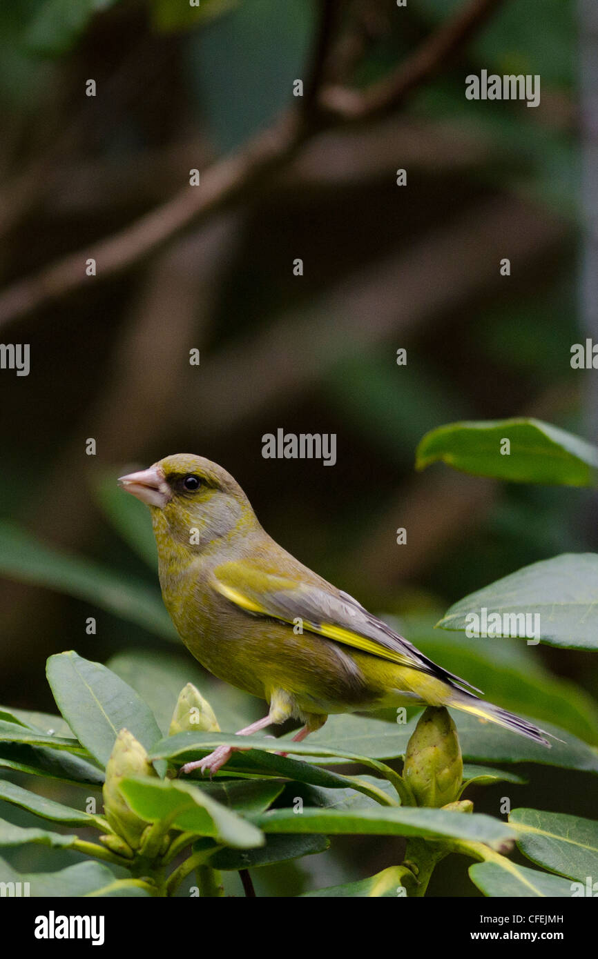 Greenfinch at tremough Stock Photo - Alamy