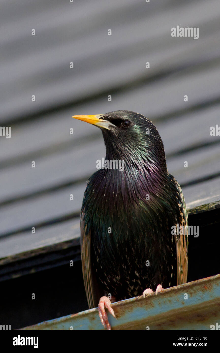 Starling on the roof hi-res stock photography and images - Alamy