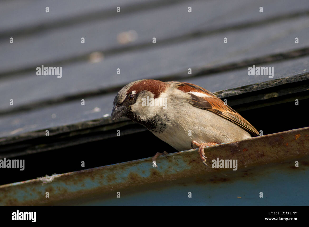 House sparrow on roof Stock Photo - Alamy