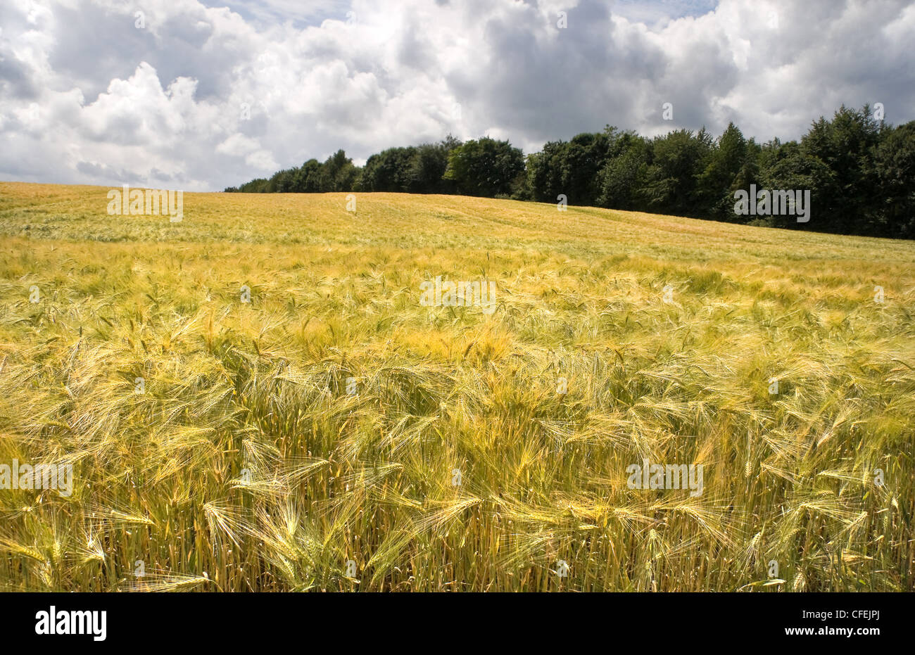 Grain grain crops hi-res stock photography and images - Alamy
