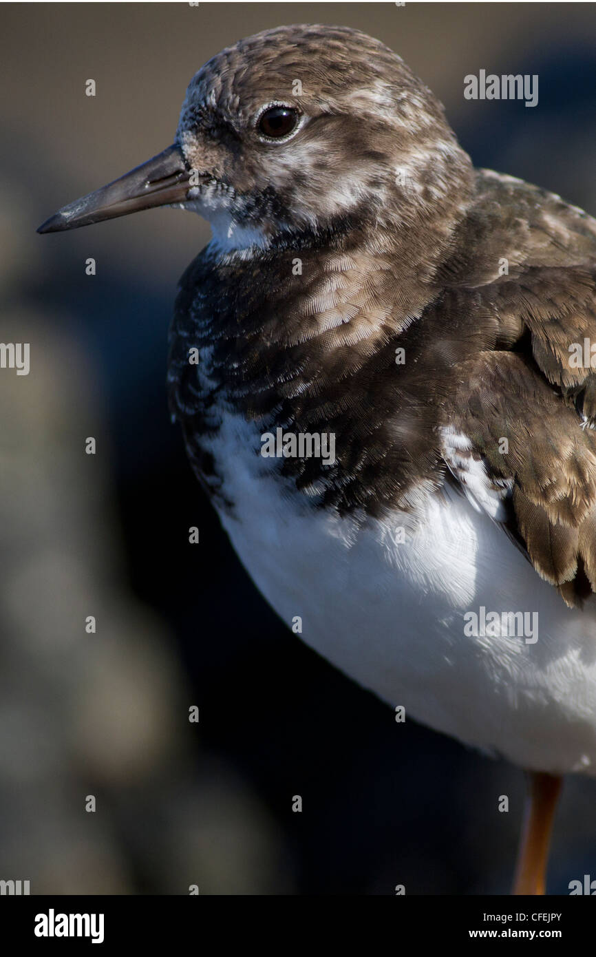 Turnstone winter plumage hi-res stock photography and images - Alamy