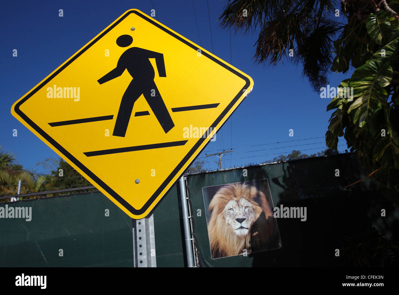 Pedestrian crossing sign and a picture of a lion outside the Naples Zoo ...