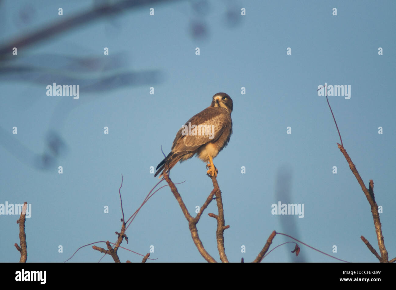 Buzzard picture hi-res stock photography and images - Alamy