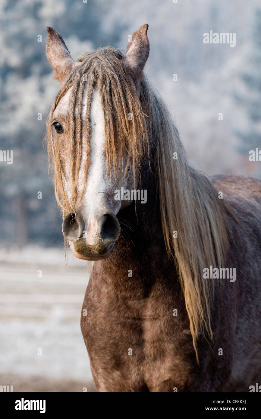 This is a nice and young colt stallion. (Shagya Arabic Stock Photo - Alamy
