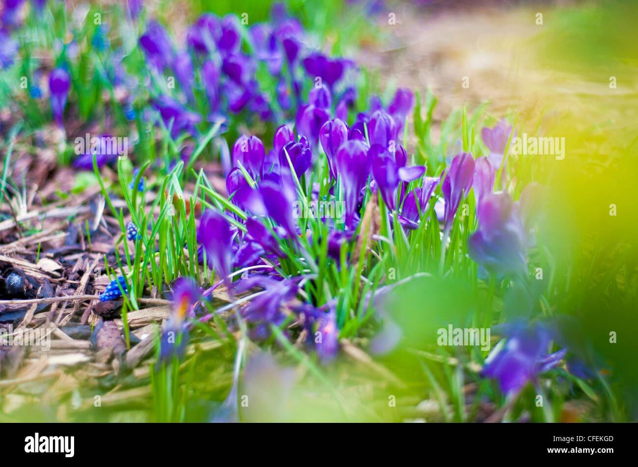 Crocuss spring hi-res stock photography and images - Alamy