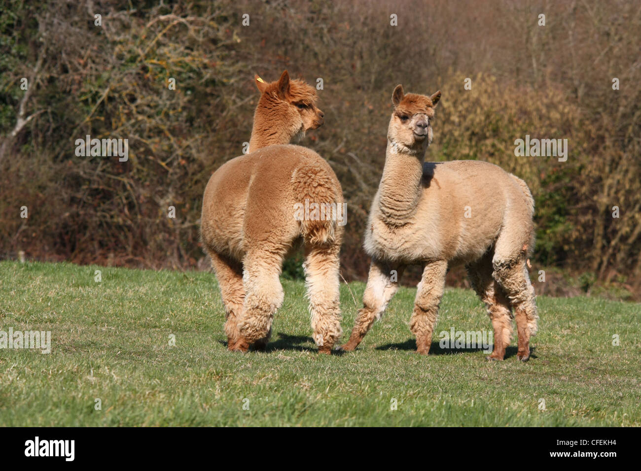 alpaca on farmland Stock Photo - Alamy