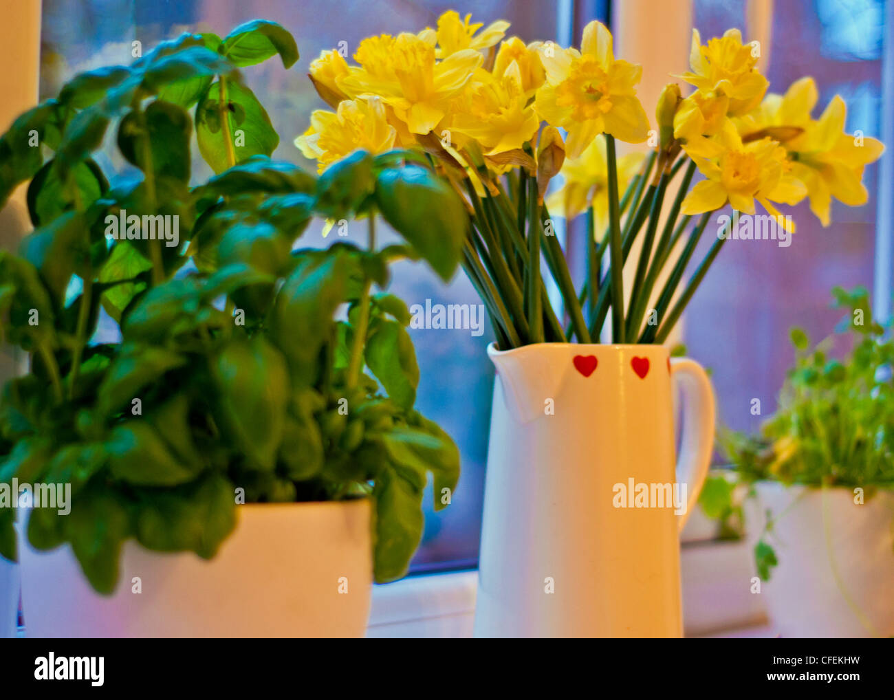 Daffodils in Spring Stock Photo - Alamy